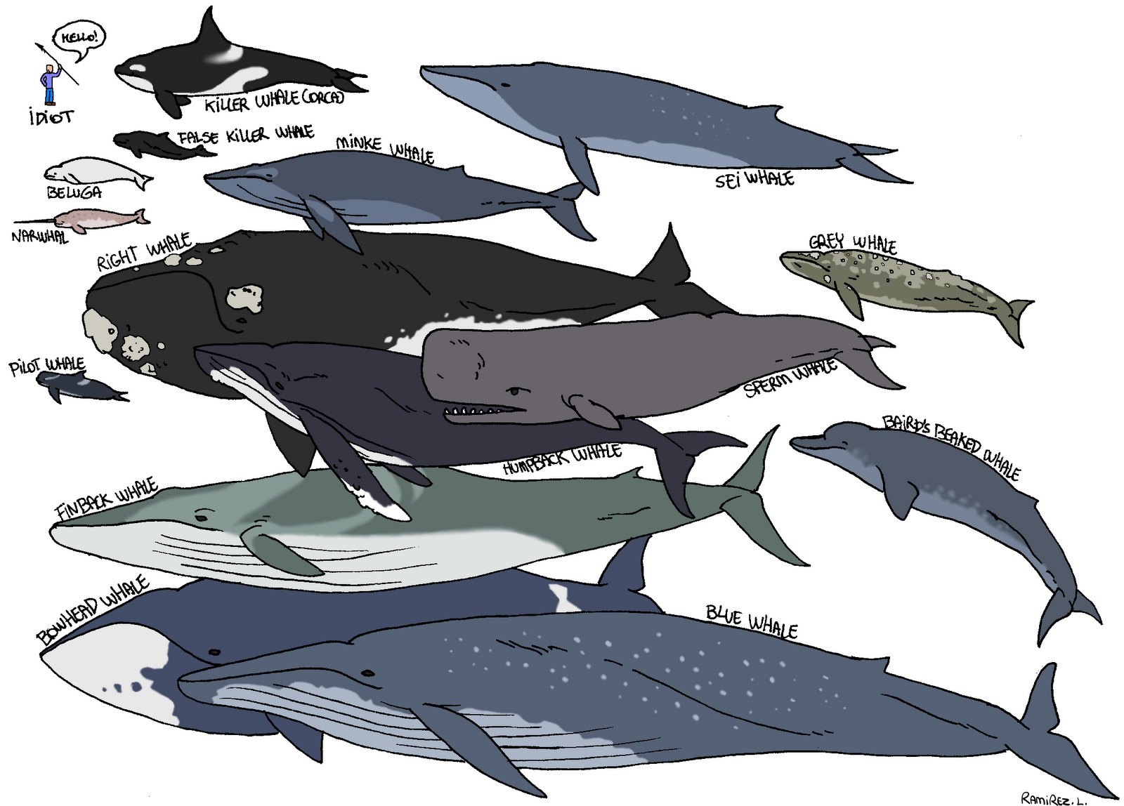 Laura Ramirez: Whale Species