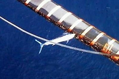 Coatesman's Spearfishing & Waterman's Blog: Marlin Stuck in Oil Rigs ...