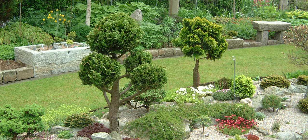 Topiary, formklippning av buskar, träd: Såga inte bort tuja