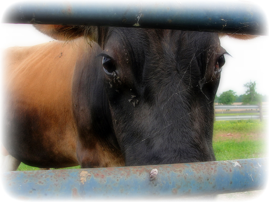 Welcome to Wilmoth Farms