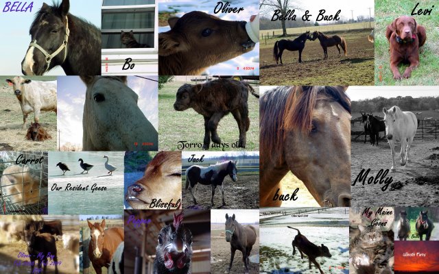 Welcome to Wilmoth Farms: How to tell when a cow is going to calve