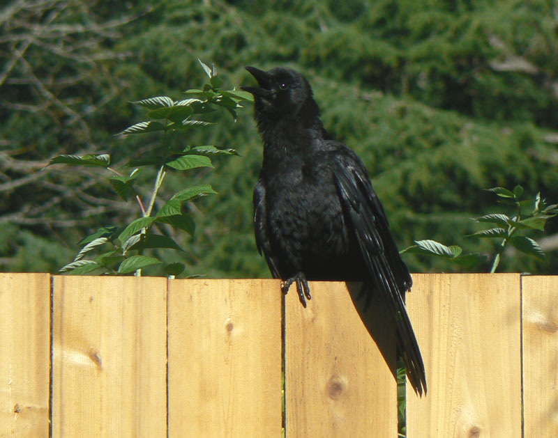 The Flycatcher: Sunbathing Crow