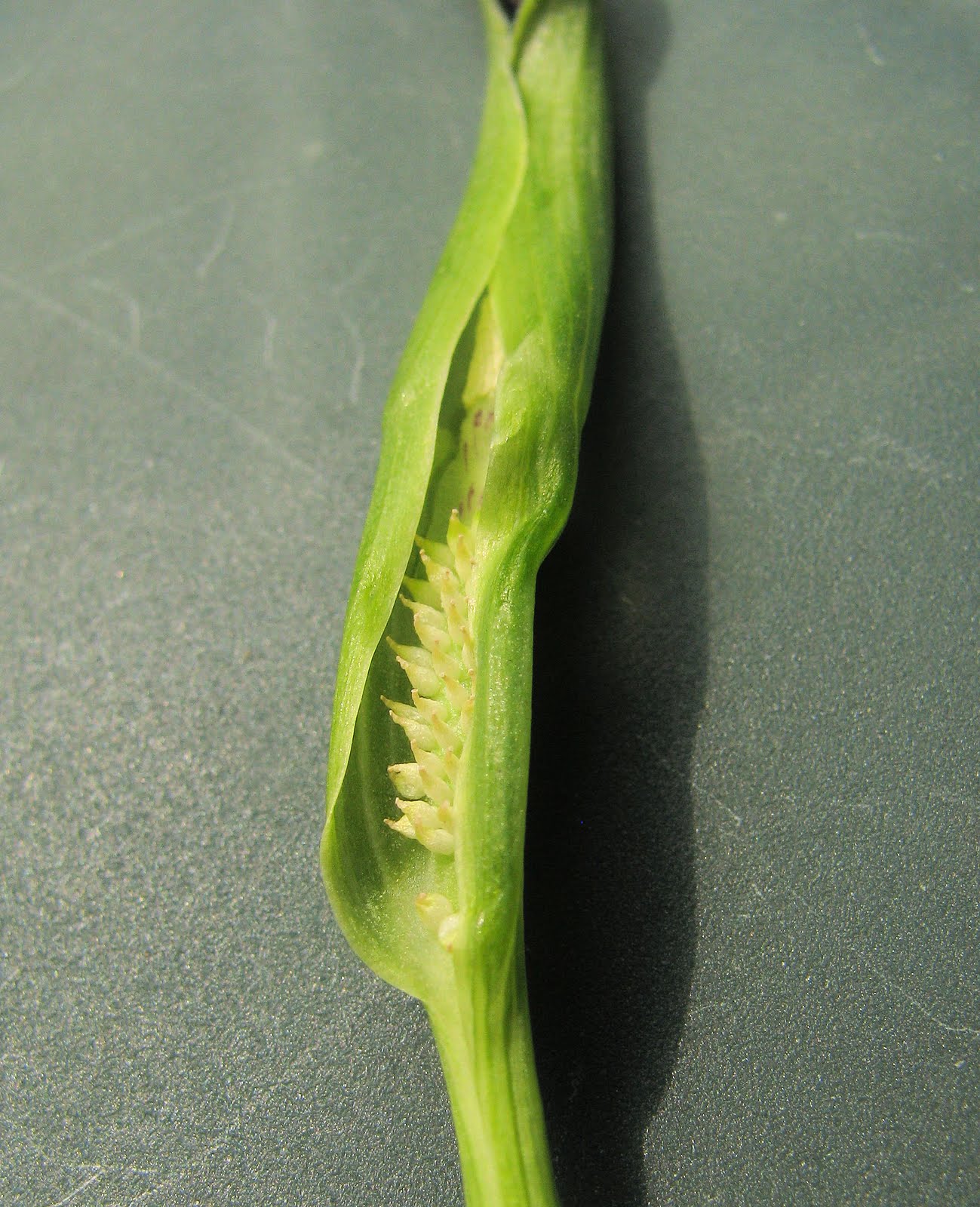 Foulkeways and Beyond: Pinellia ternata