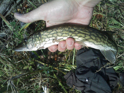 The Freshwater Fishing Blog of New England: Chain Pickerel