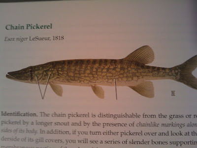 The Freshwater Fishing Blog of New England: Chain Pickerel