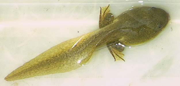 Section 1 - Miss Wunderlich's Science Class