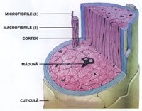 AdiChirilaHair-Stylist: Mica istoria a firului de par