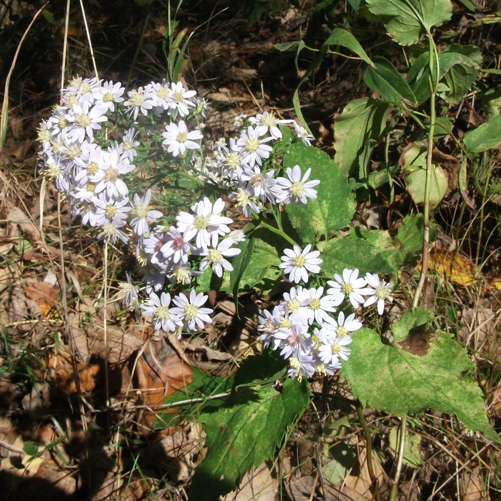 Fall Wildflower Hunt