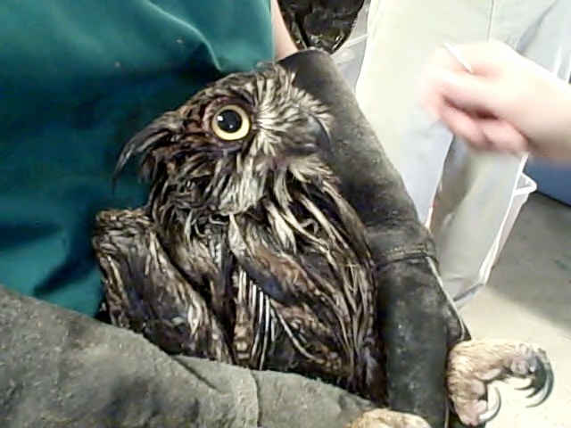 One 'Whey' Oily Owl - Nature Blog