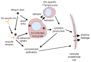 Virology: Retrovirus and Flaviviridae