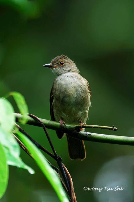 Of North Borneo Birds and others: Spectacled Bulbul - from pink to ...