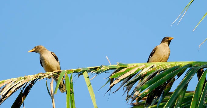 Of North Borneo Birds and others: Makassar Myna - New Bird for Sabah