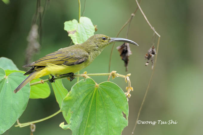 Of North Borneo Birds and others: Thick-billed Spiderhunter