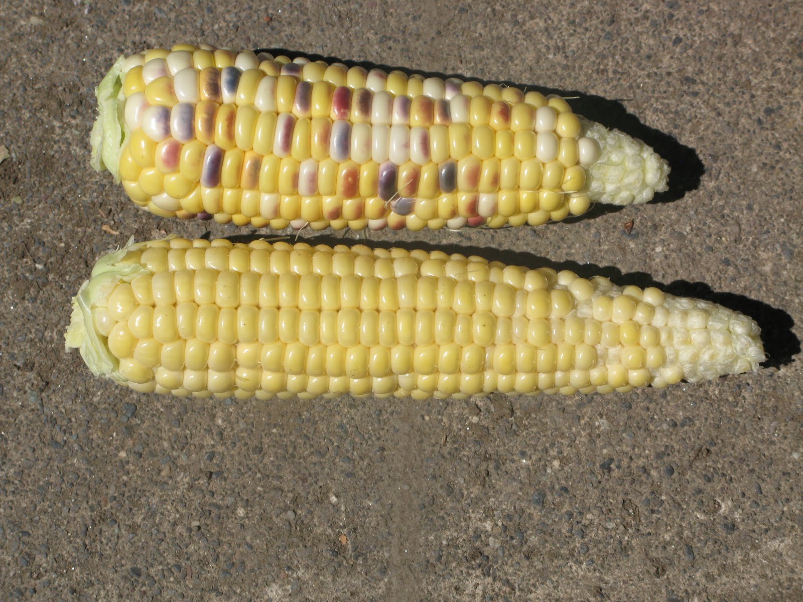 Confluence Farm: How sweet it is!