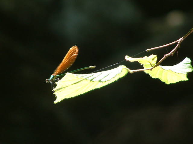 Éclectique: Au fil de mes photos insolites