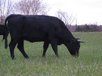 The Beginning Farmer: More Thoughts From Allan Nation's Editorial...