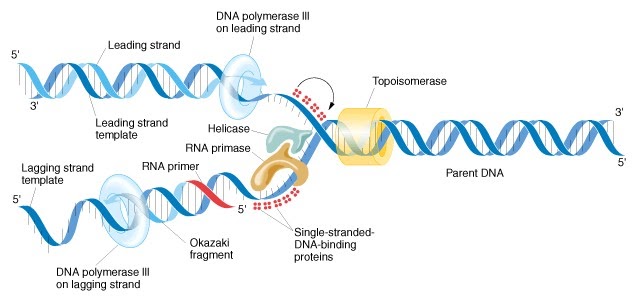 microbiology at a glance: REPLICATION Of DNA