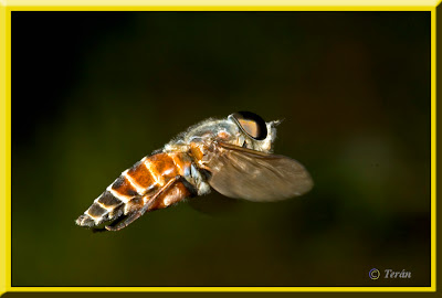 Cordillera de Los Andes: Los Tábanos