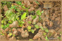 Science Blog: Modified roots