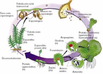 CFBmatérias: Ciclo de vida de uma Pteridófita