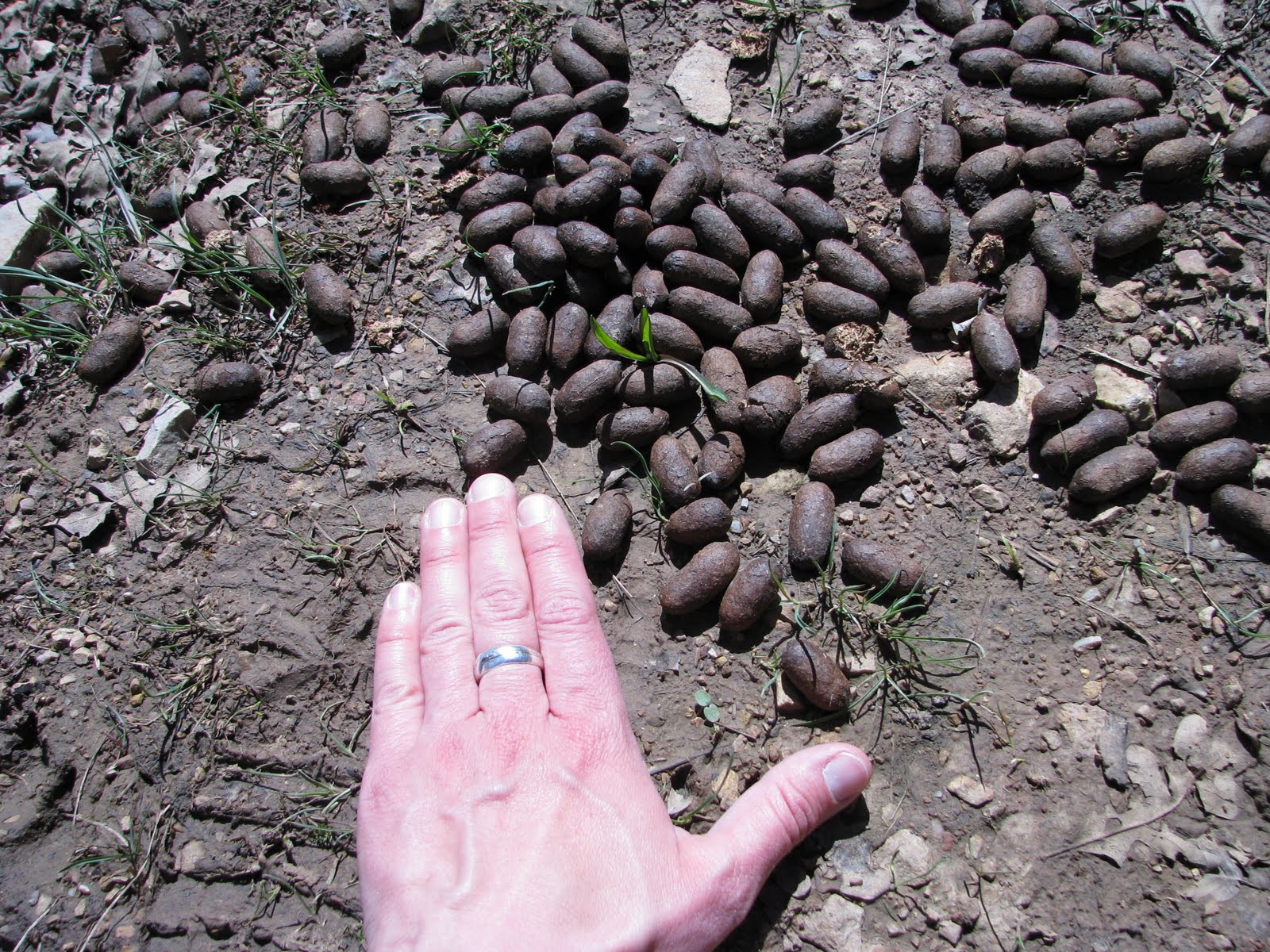 Musings on Nature (and other things): July 2010