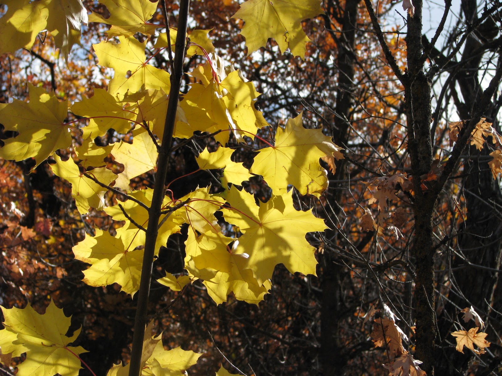 Musings on Nature (and other things): Yellow Maple