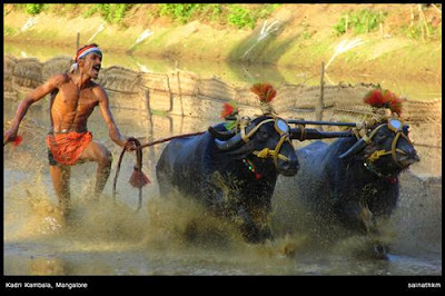 Traditional Art: Kambala - Race Of Buffaloes