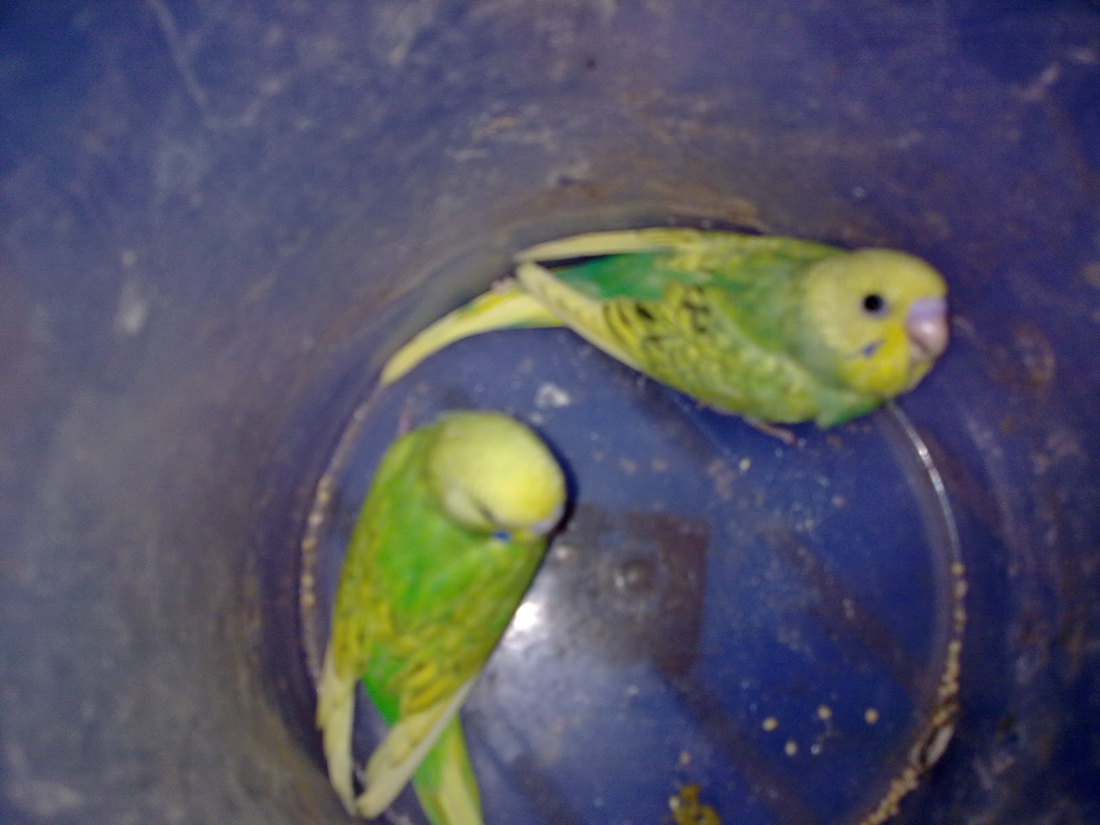 hartini bird & bettas: American BatiK Budgie Rare color Green spangle ...