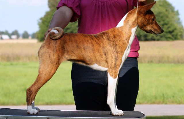 Jag och mina Basenjis: Basenji