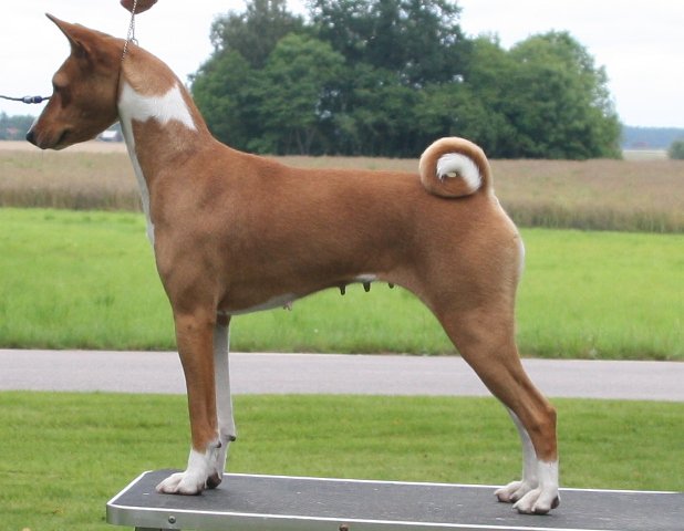 Jag och mina Basenjis: Basenji