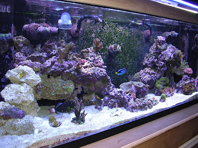William1's 180 Gallon Reef Tank