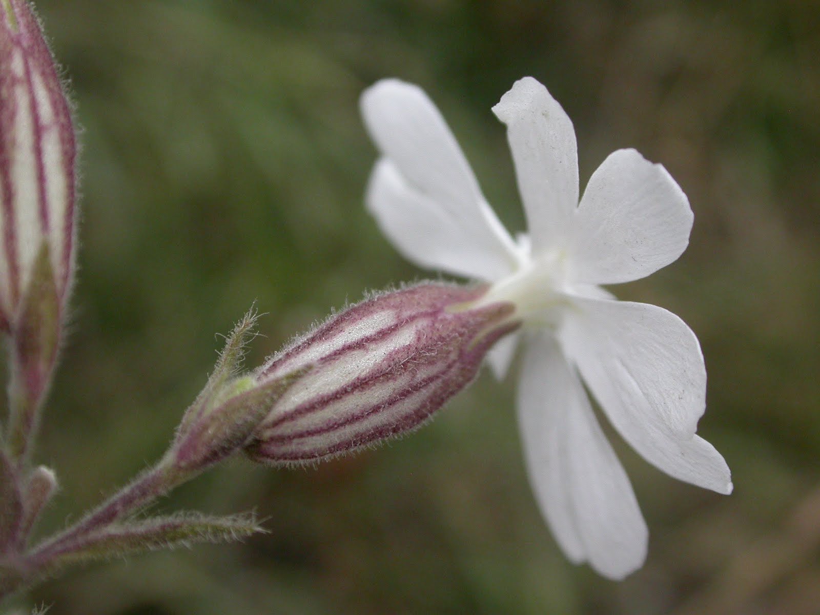 The Lyons Share: Night-flowering Catchfly