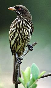aves dominicanas: Cigua Palmera