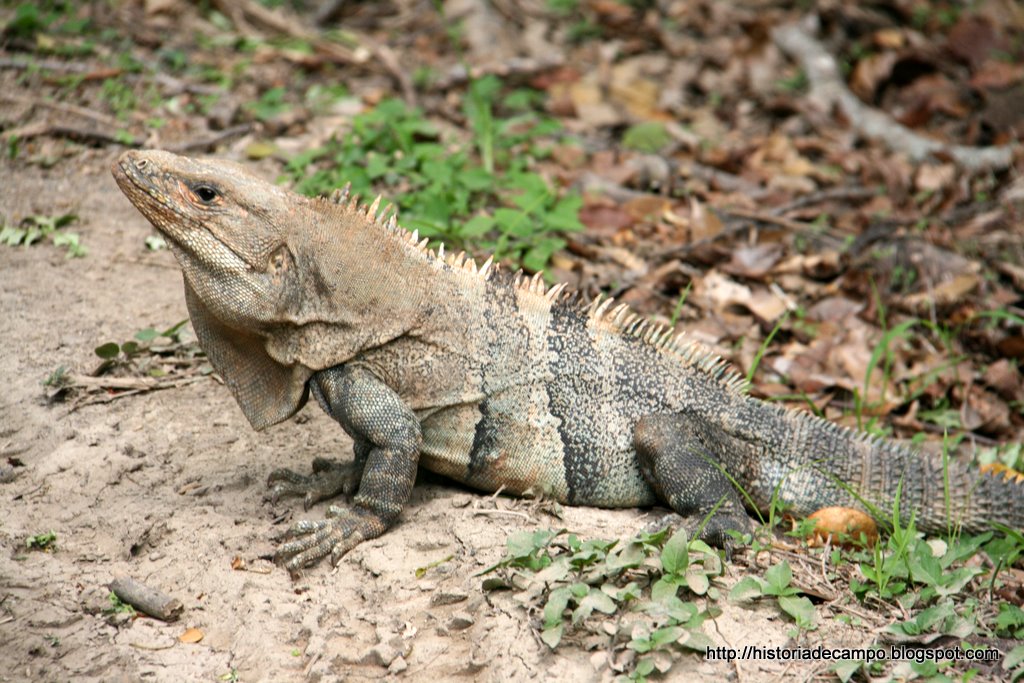 Ratón de Biblioteca: Parque Nacional Santa Rosa: El Patrimonio Natural.