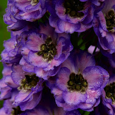 English Delphiniums, at Gardening, Alaskan Style