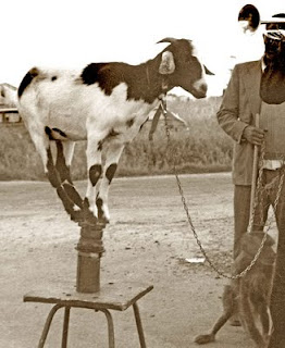 PENSAMIENTOS ESCRITOS: PAIS DE PANDERETA CON CABRA Y MONO BAILANDO