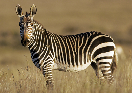 Pearls of War: THE HOST