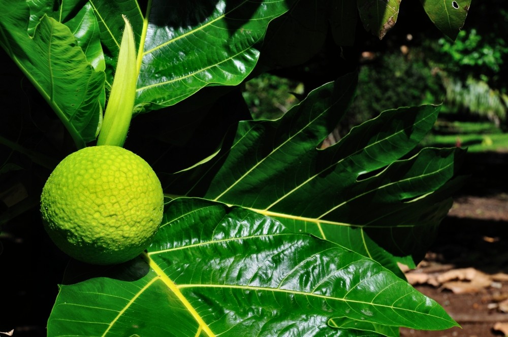 De l'Italie à la Polynésie...en un clic: La légende du MAIORE