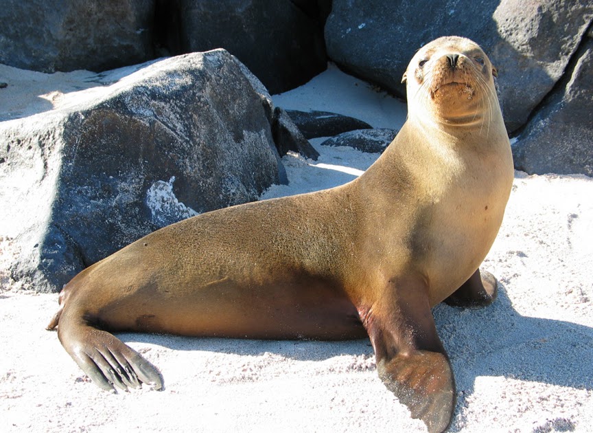 leones marinos - datos interesantes | Universo Animal