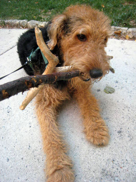 Bogart Handsome Devil, Airedale Terrier Puppy Dog Blog: Soda and Surgery