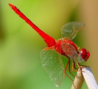 AkU InSaN BiAsA: ~iNgin meMiLikinYA~