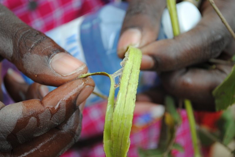 Virtual Information Project: Maasai Natural Resources & Remedies