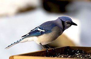 Why do Birds Scatter Seeds from Feeders?