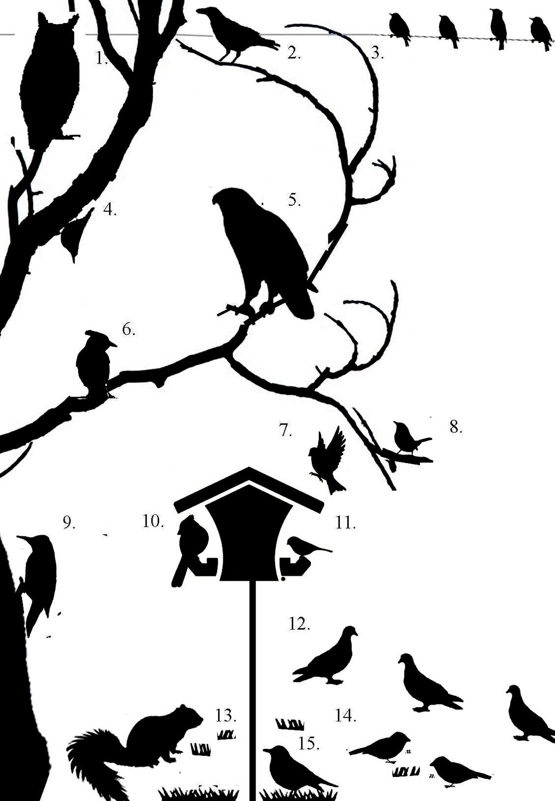 Can you identify birds by their silhouette or song?