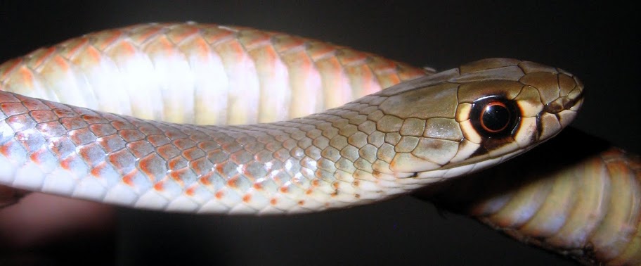 The only good snake