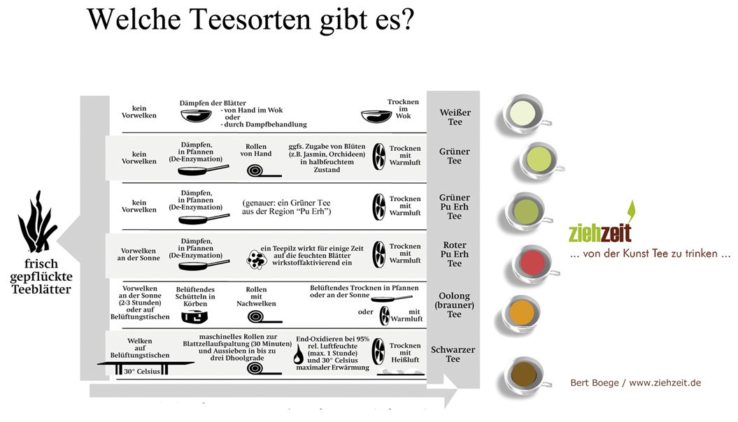 ZiehZeit: Teesorten im Überblick