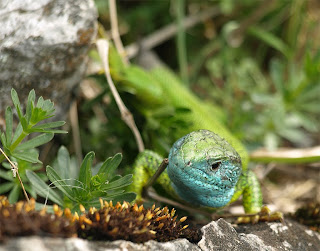 FotoBlogul lui Mihai C.: Gusterul