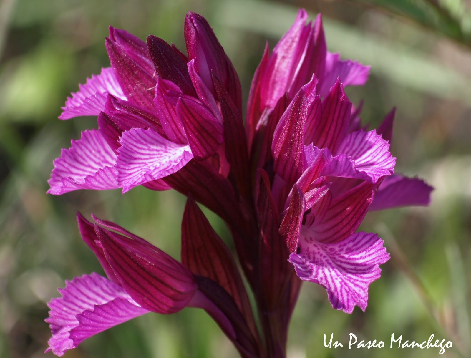 Un Paseo Manchego: Orquídea Mariposa Albina.