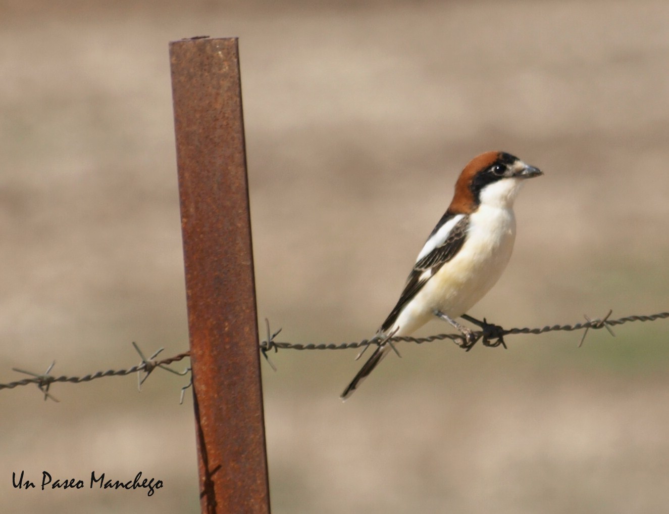Un Paseo Manchego: El Alcaudón Común y la despensa.