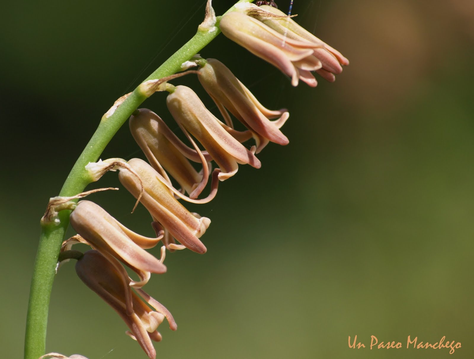 Un Paseo Manchego: El Jacinto Leonado.